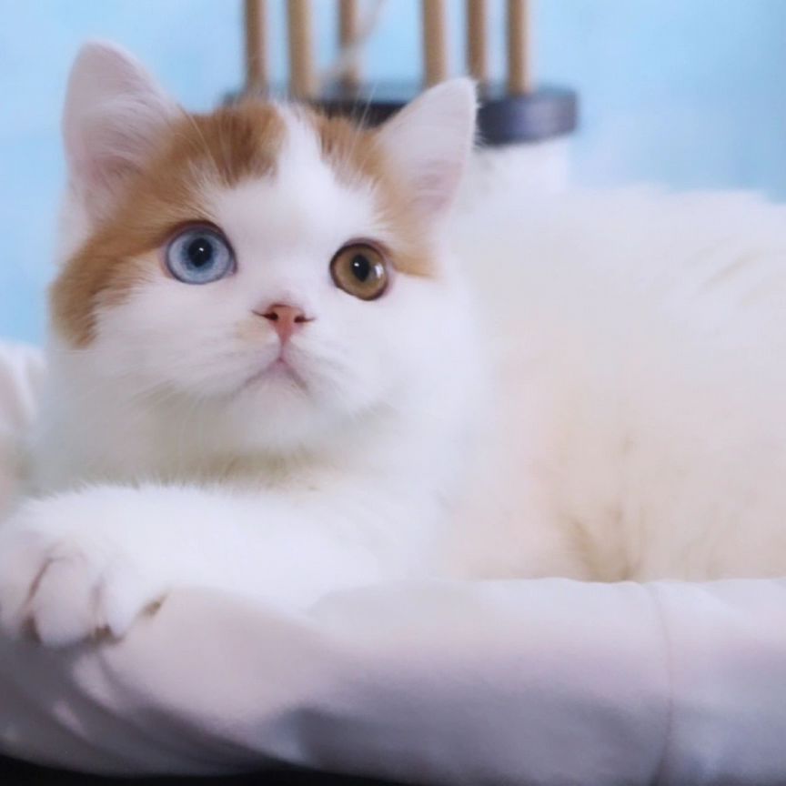 Эксклюзивный мальчик с разноокрашенными глазами