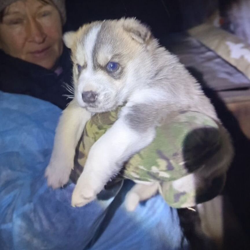 Аляскинский хаски, щенок