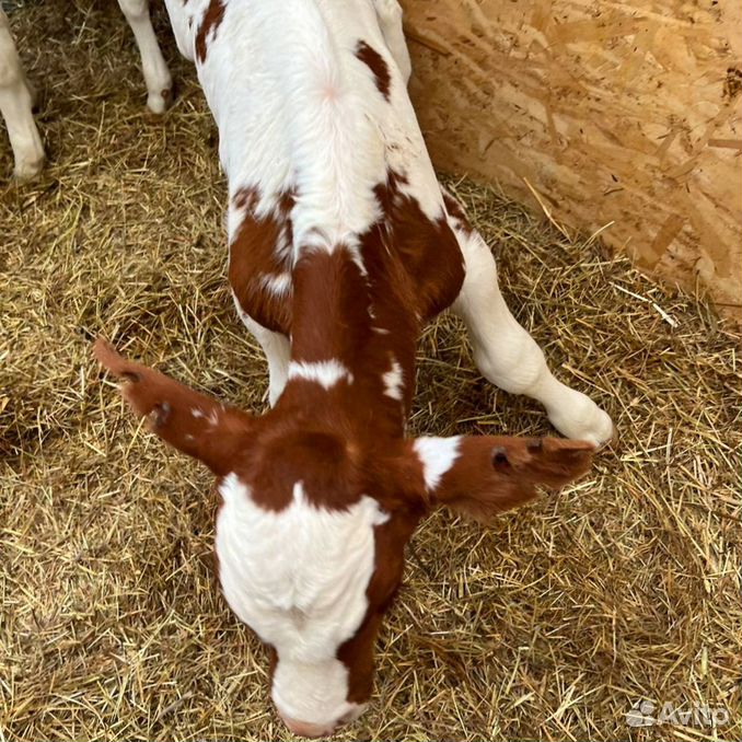 Телята бычки тёлки доставка бесплатно