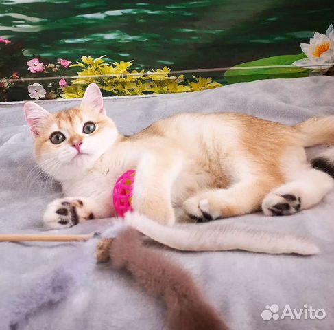 Золотой кот ny12 в разведение