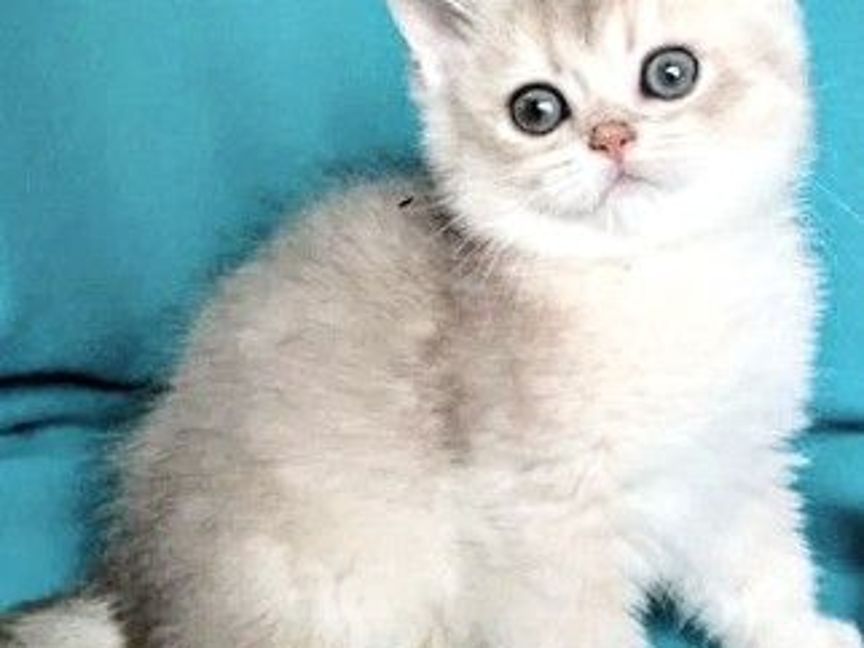 Котик и кошечка,голубое золото