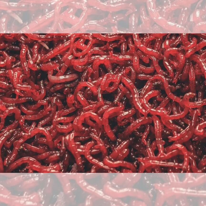 Мотыль живой