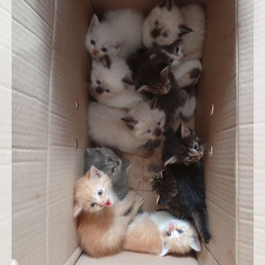 Котята в добрые руки