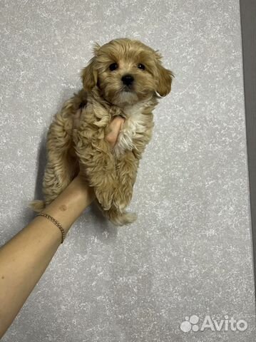 Мальтипу ф1 яркий насыщеный мальчик мини