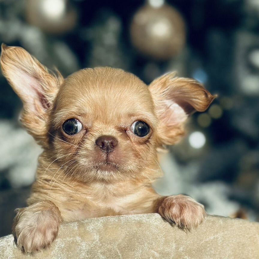 Чихуахуа мини