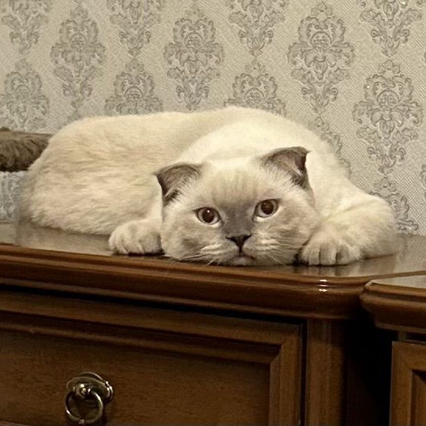 Шотланский кот на вязку