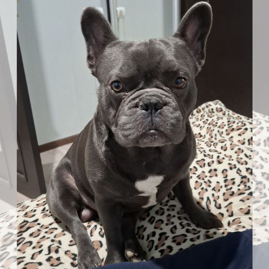 Французский бульдог, взрослый пёс