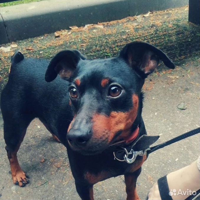 Цвергпинчер бесплатно