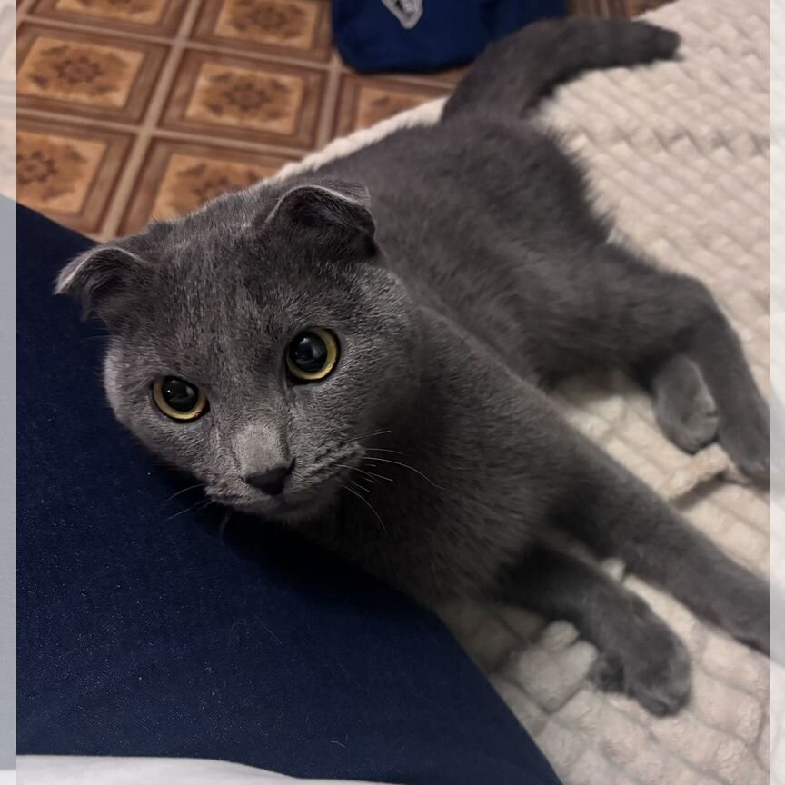 Шотландский вислоухий короткошёрстный котёнок