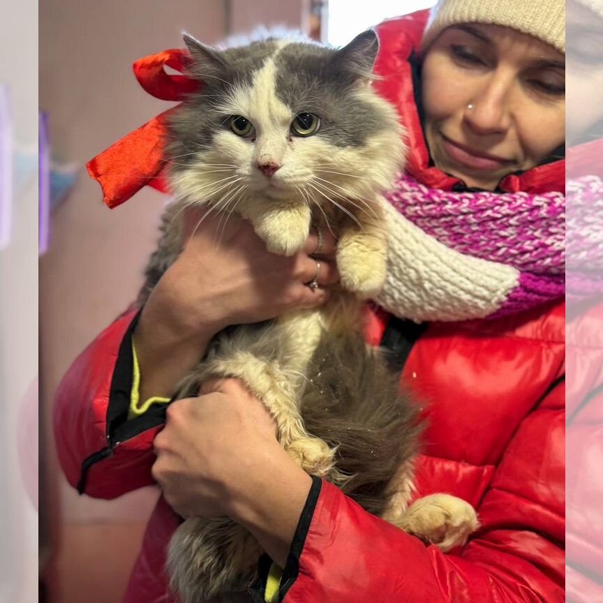 Взрослый кот в добрые руки