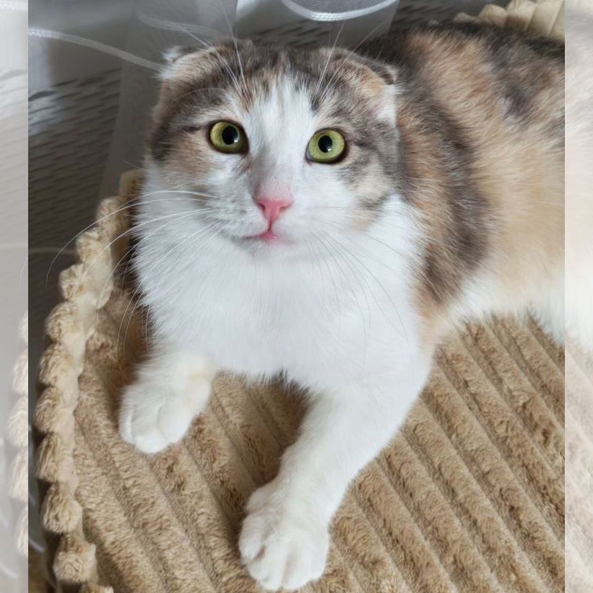 Шотландская вислоухая короткошёрстная, взрослая кошка