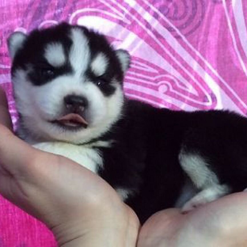 Яркие щенули хасятки