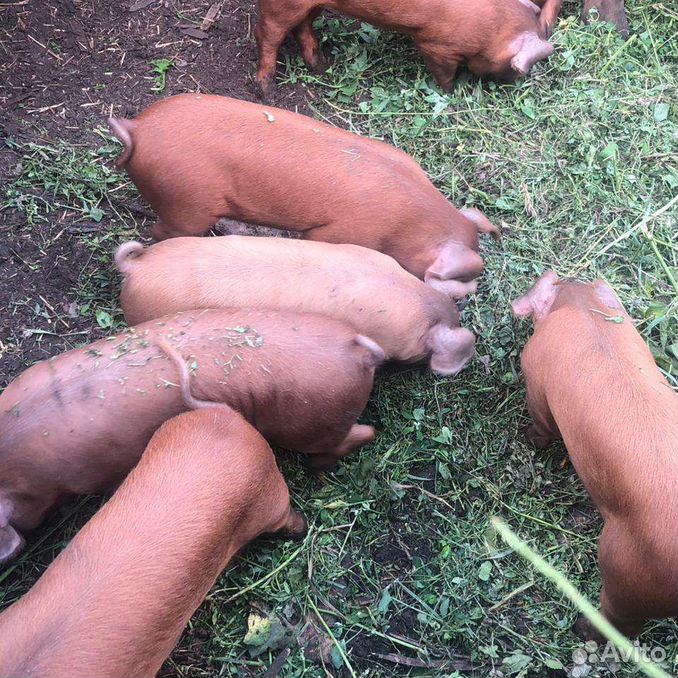 Поросенок дюрок