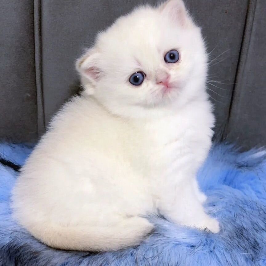 Британский короткошёрстный котёнок