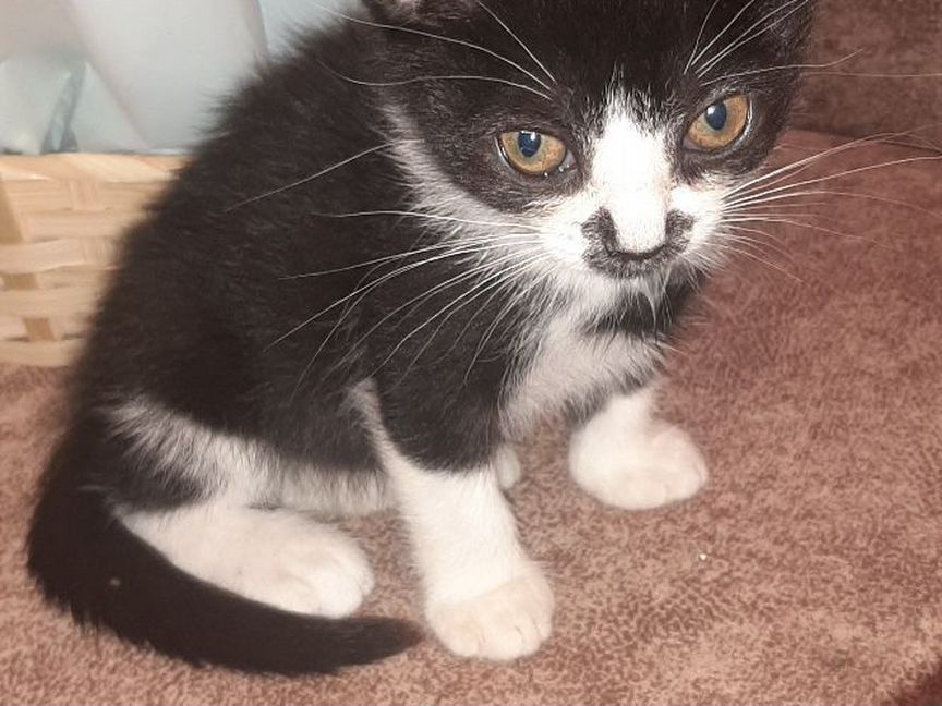 Кошки в добрые руки бесплатно. Г. Уфа