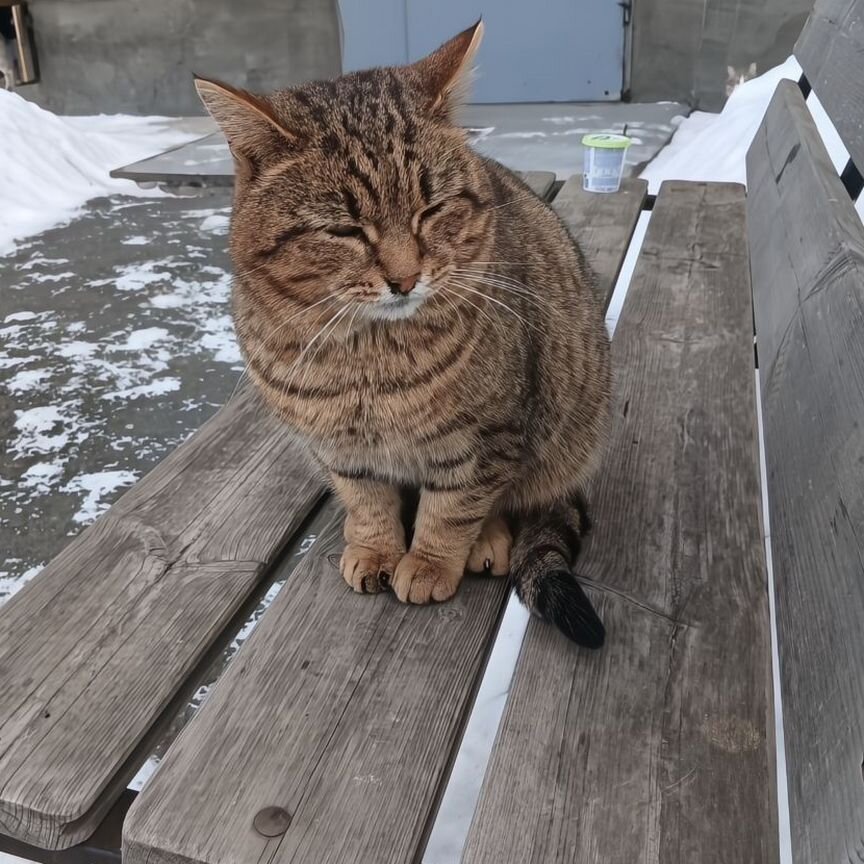 Взрослый кот в добрые руки