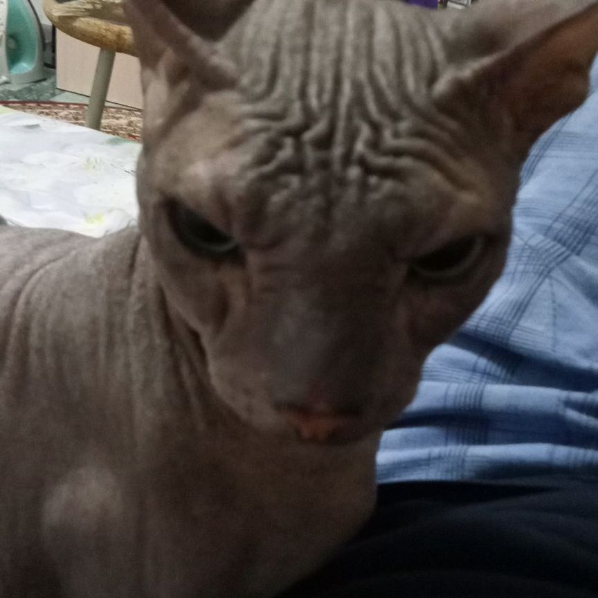 Канадский сфинкс