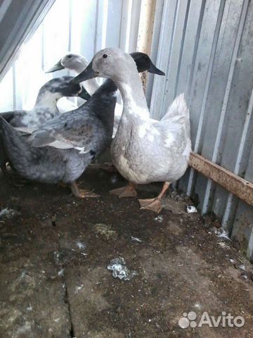 Утки отличные Фаворит 6 мес.Доставка