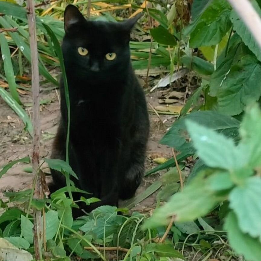 Черный красивый кот