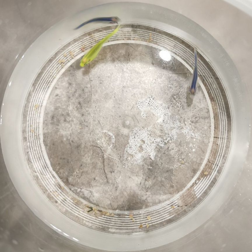 Аквариумные рыбки