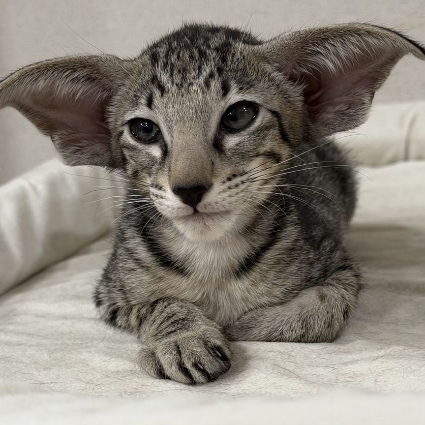 Ориентальный котёнок