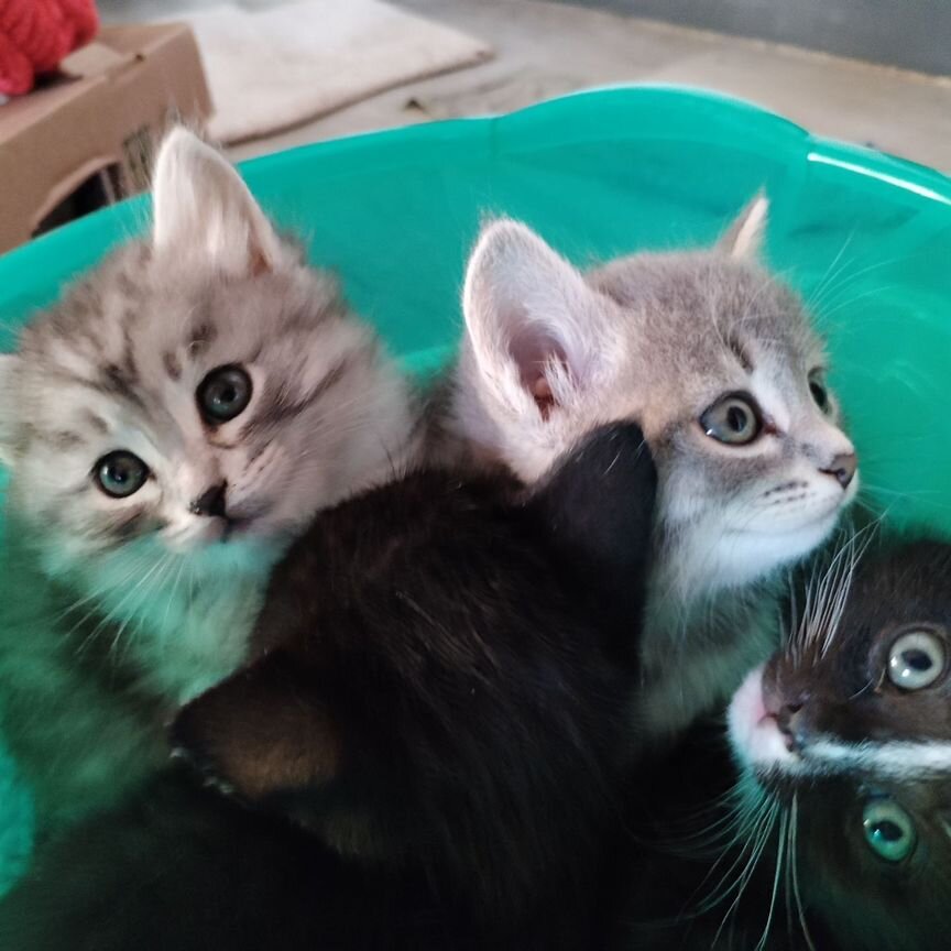 Котики бесплатно