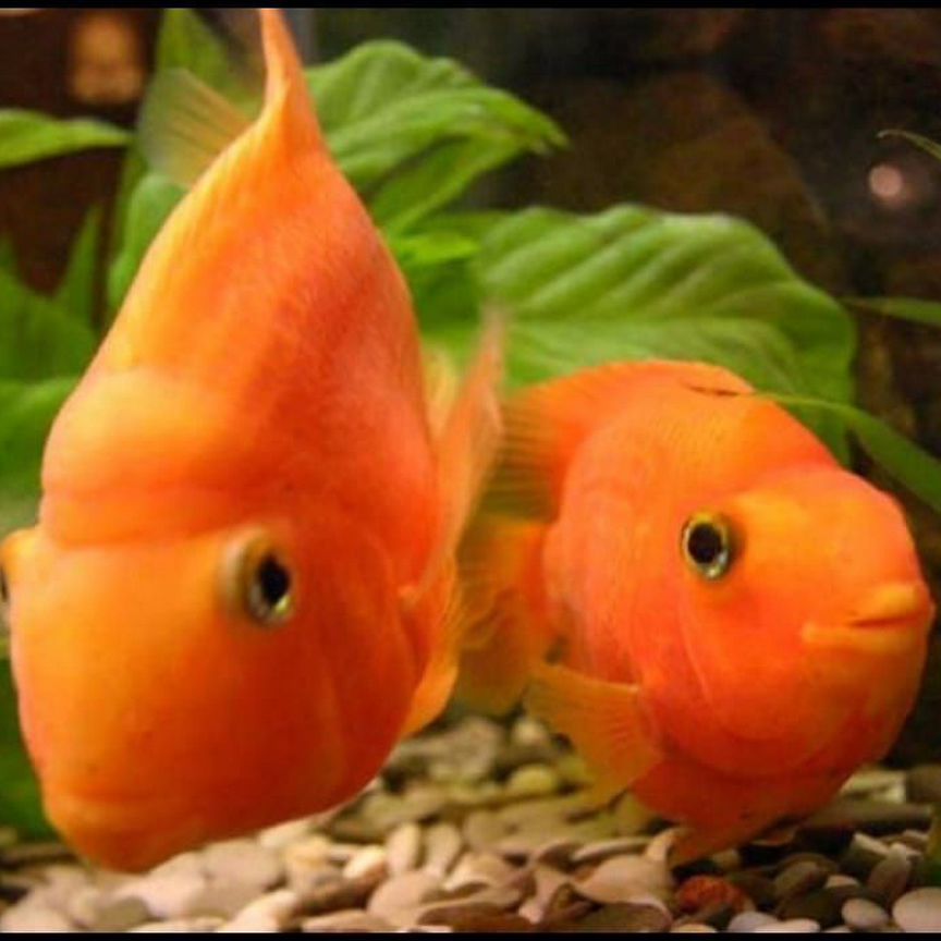 Попугай, самцы анцитруса,меченосцы