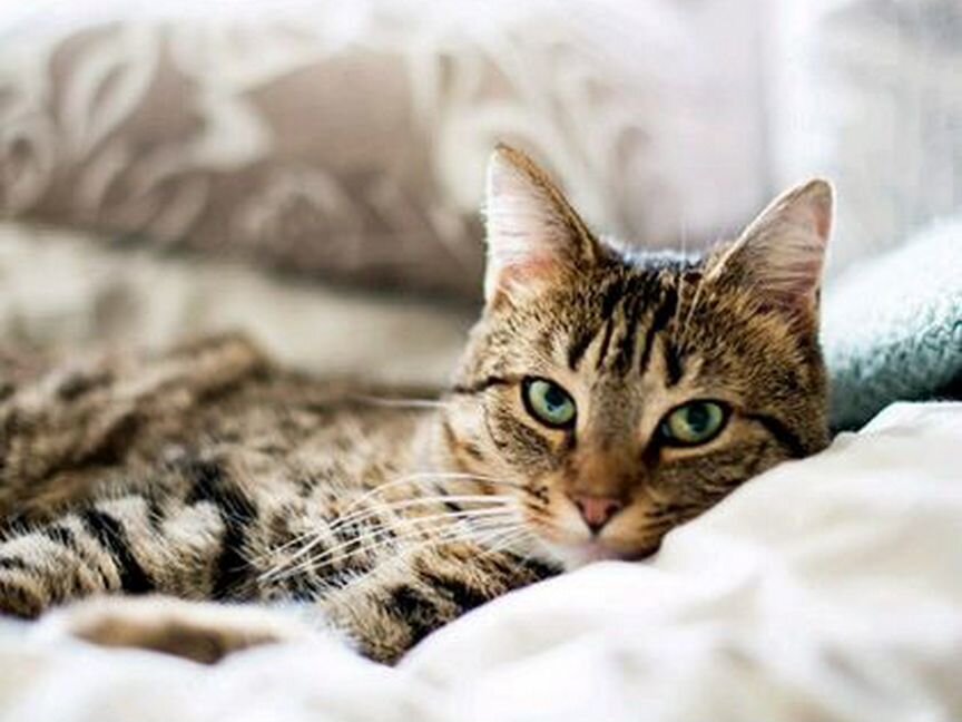 Кошка Мусенька