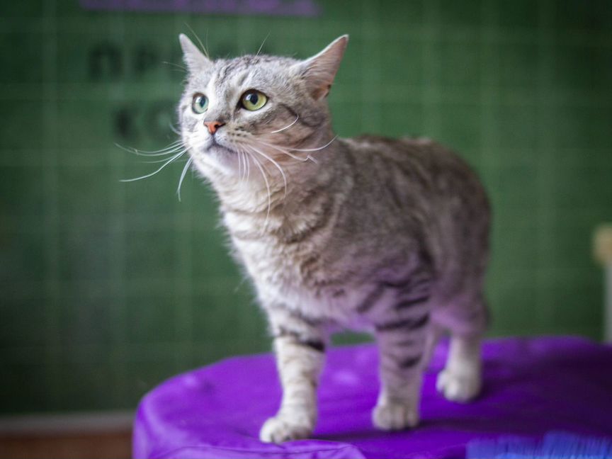 Милая кошечка Адель ищет дом