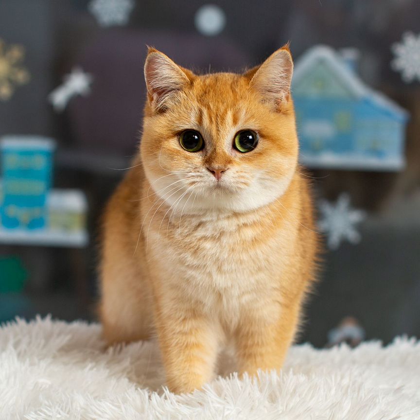 Золотая шиншилла котята