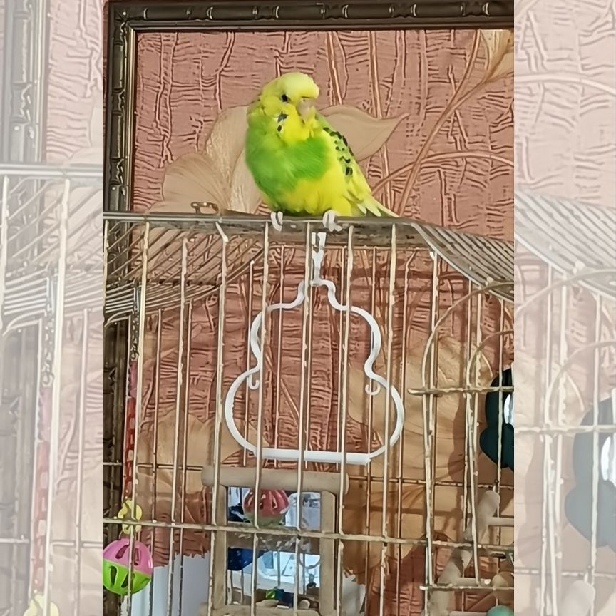 Волнистый попугай девочка