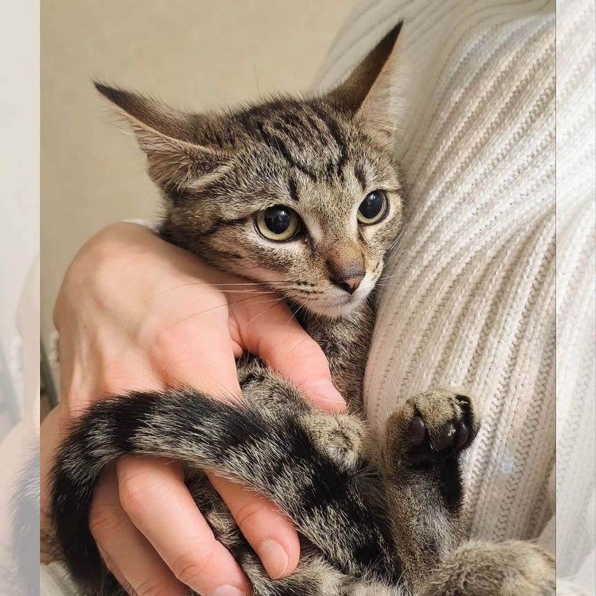 Кот Матрос, 3 месяца, в добрые руки