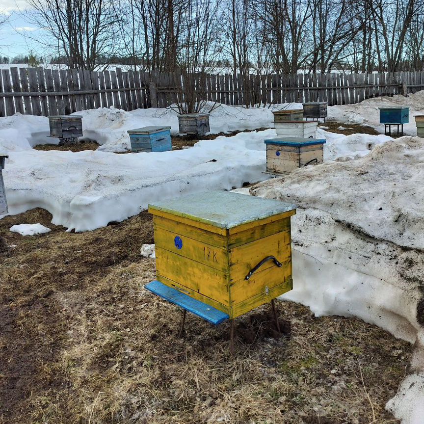 Пчелосемьи по цене пчелопакетов