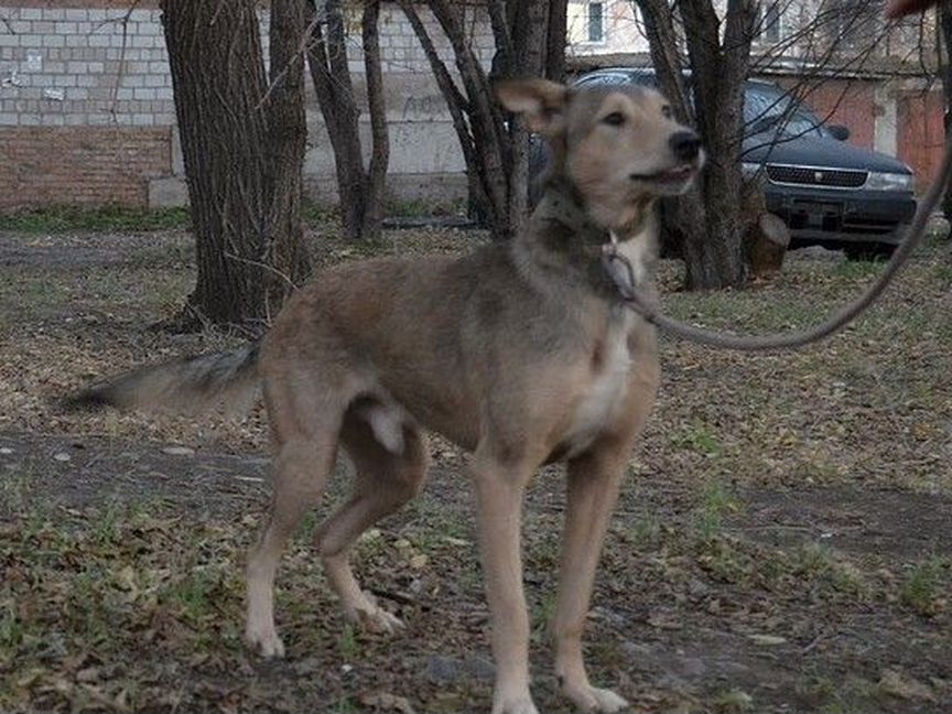 Отдам небольшого песика. 1 год. Кастрирован