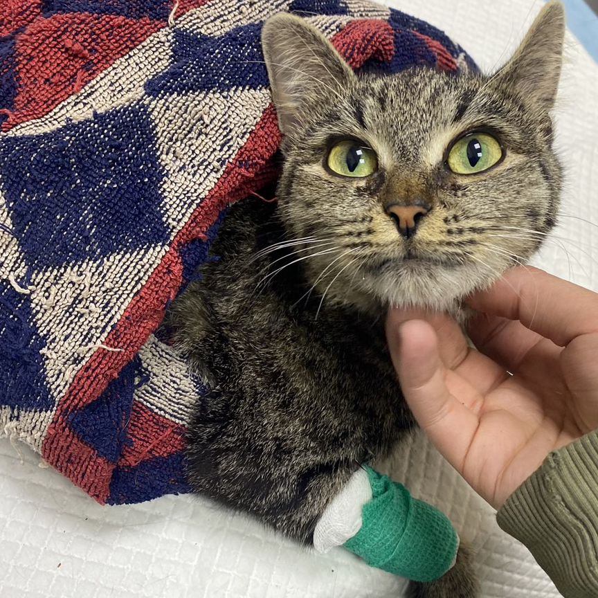 Котёнок в добрые руки