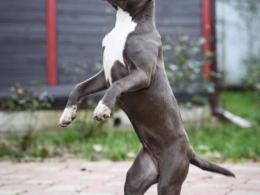 Американский стаффордширский терьер