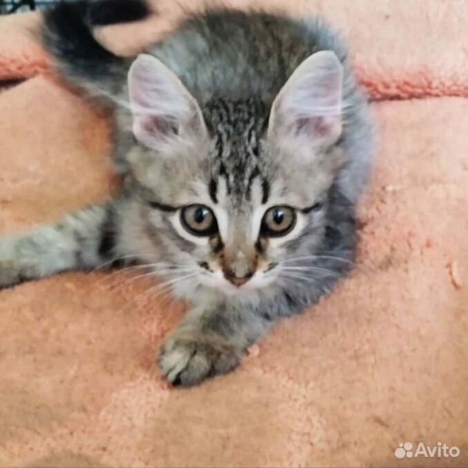 Умный, игривый котик в добрые, любящие руки