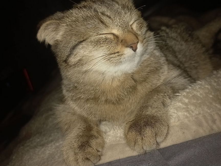 Кошка вислоухая