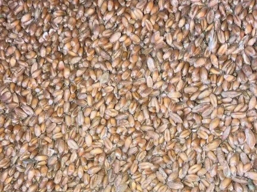 Просо, Фуражный овёс на корм