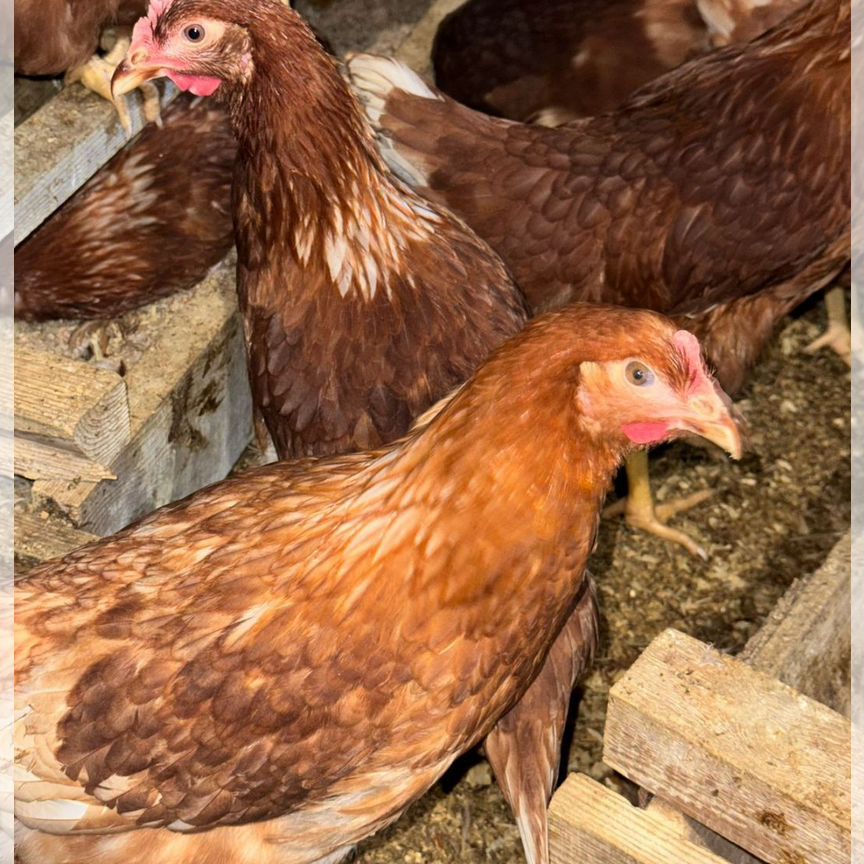 Куры молодка 5 месяцев