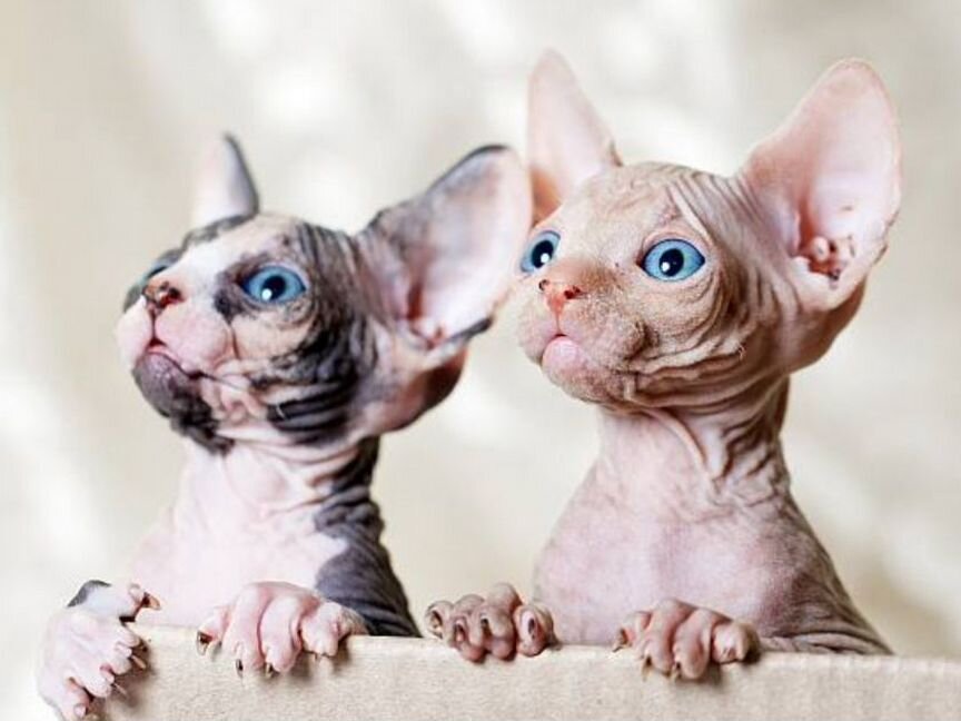 Ищу сфинкса