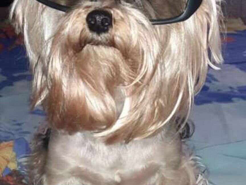 Йоркширский терьер