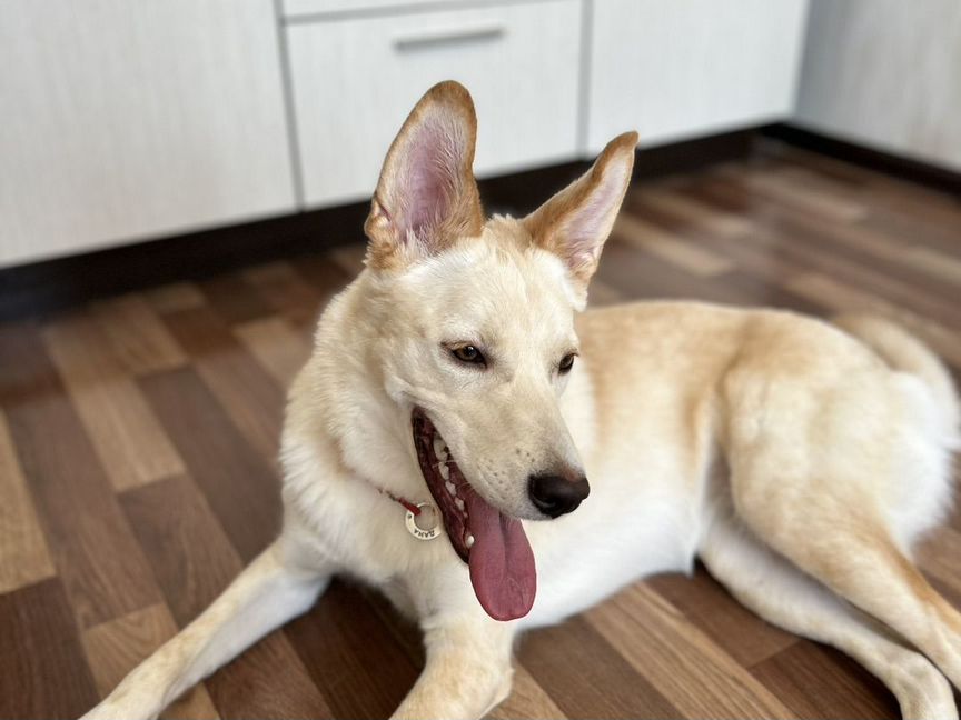 Собака в добрые руки