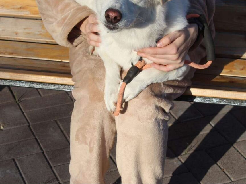 Снежа в добрые руки