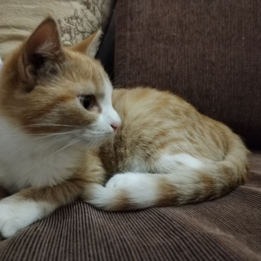 Ласковая рыжая кошечка ищет дом