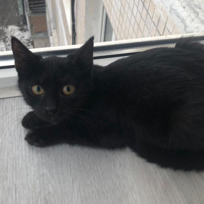 Котенок
