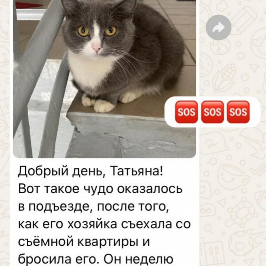 Котик