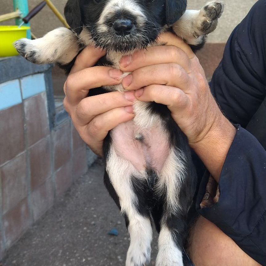 Щенки курцхаара   дратхаара