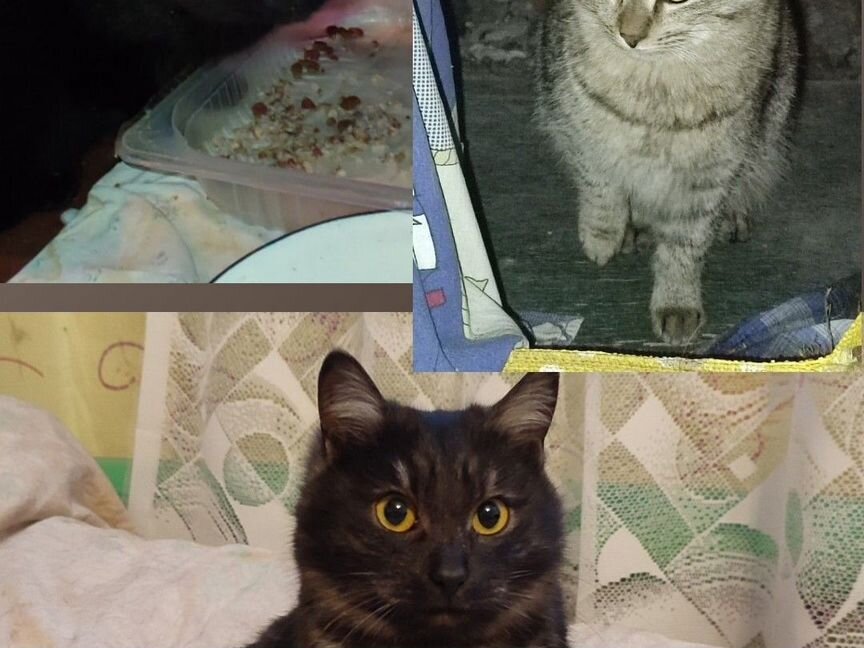 Котята подростки в самые добрые руки