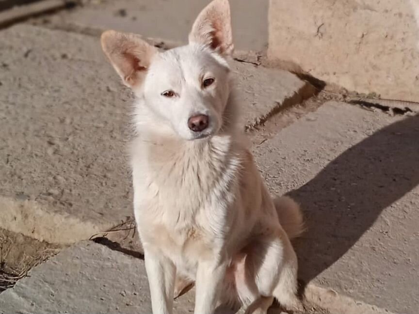 Молодая небольшая собака